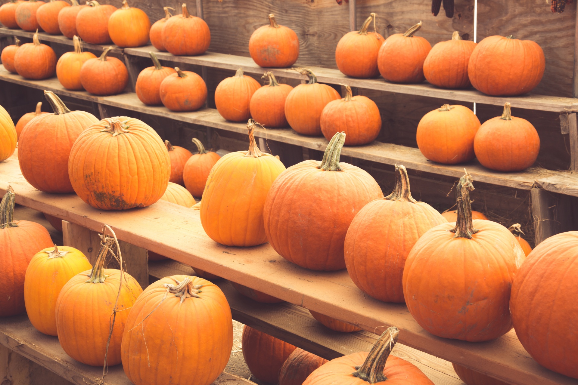 Pumpkin Spice, But Jewish – Flavors of Diaspora